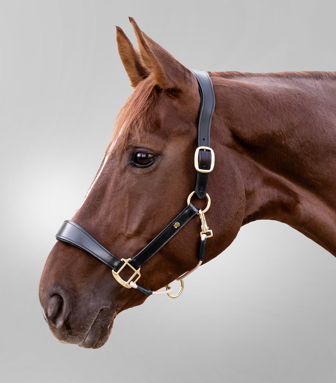 Waldhausen S-Line Royal Halter | Horse & Hound Tack Shop
